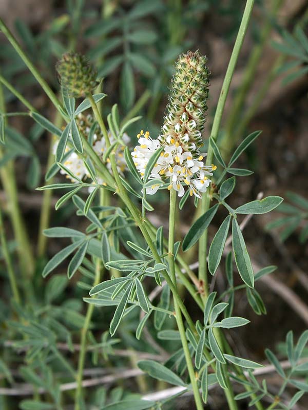 White Prairie Clover – Rethinking Lawns