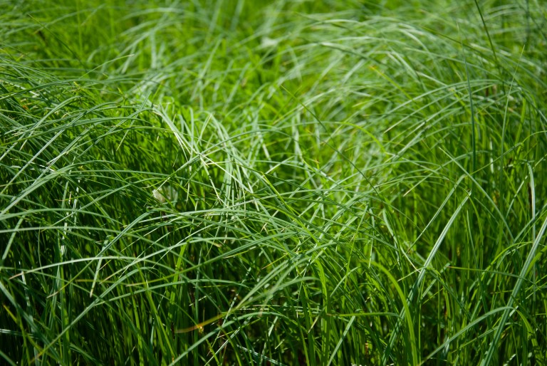 The Species – Rethinking Lawns